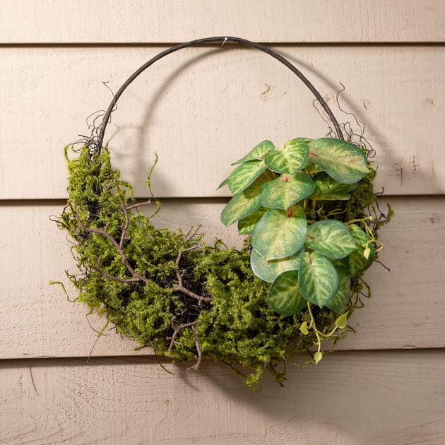 Variegated Caladium Bush – Cattail Cottage