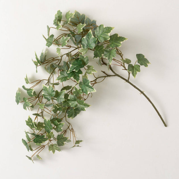 Variegated Ivy Bush – Cattail Cottage